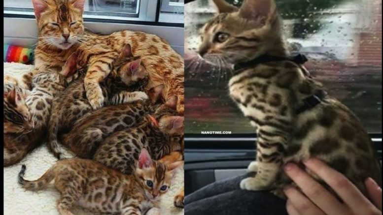 Jumpa Kucing Comel Di Hutan, Tak Sangka Ahli Veteriner Ded4hkan ...